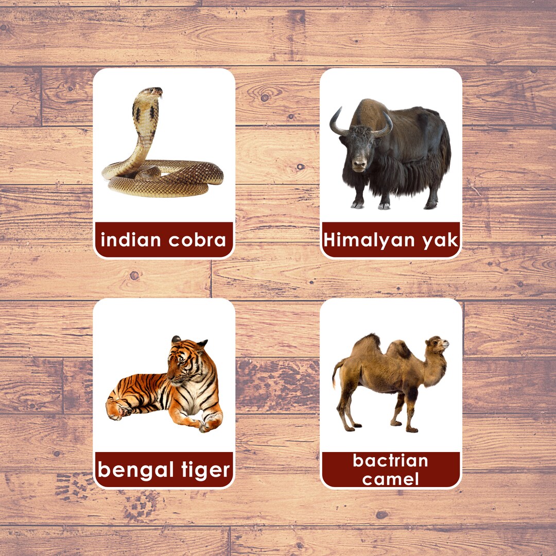 Asia Animals (27 Cards) - Flash Cards (real Pictures) | Montessori ...