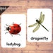 Bugs Insects Cards -28 Cards | Montessori Insect 3 Part Cards ...