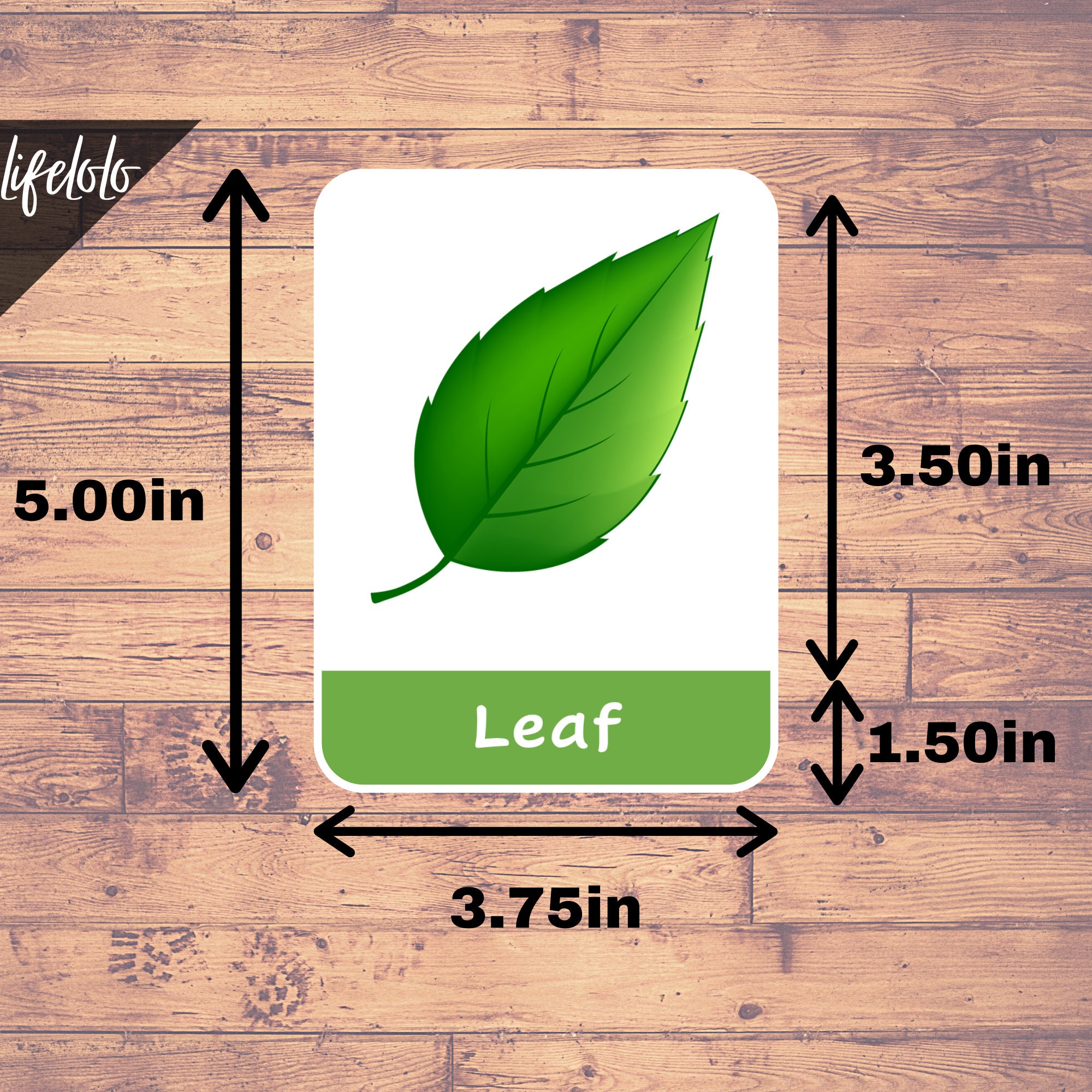 Parts of a LEAF (6 Cards) - Flash Cards | Montessori Cards ...