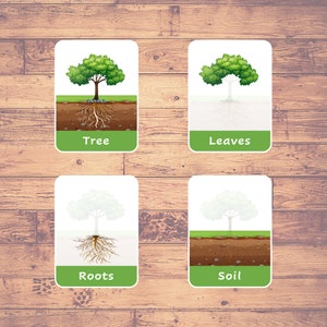 Parts of a TREE (6 Cards) - Flash Cards | Montessori Cards ...