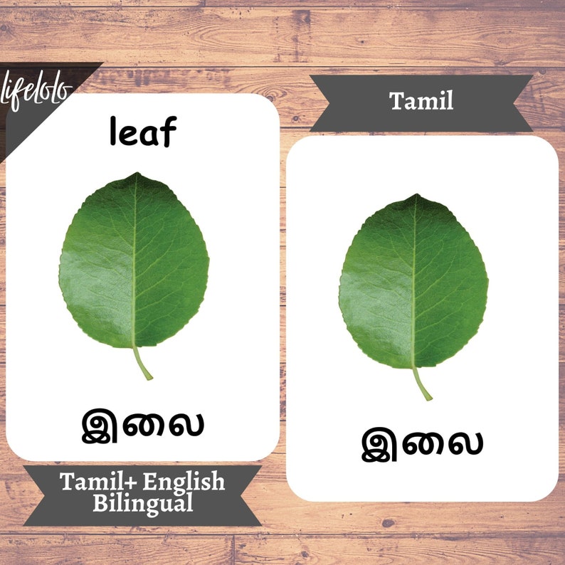First Words TAMIL Version English Bilingual Cards 48 Tamil - Etsy