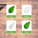 Parts of a LEAF 6 Cards Flash Cards Montessori Cards Homeschooling ...