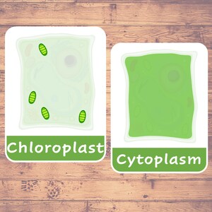 Plant Cell Structure | 17 Montessori Cards | Homeschooling | Three Part ...