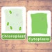 Plant Cell Structure | 17 Montessori Cards | Homeschooling | Three Part ...
