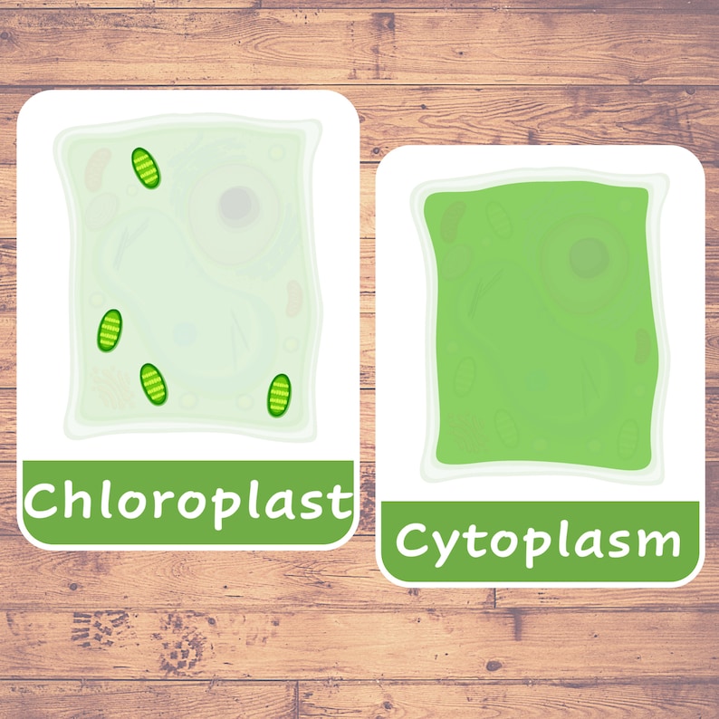 Plant Cell Structure | 17 Montessori Cards | Homeschooling | Three Part ...