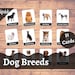 Dog Breeds Flash Cards - 31 Cards | Montessori Material | Homeschooling ...
