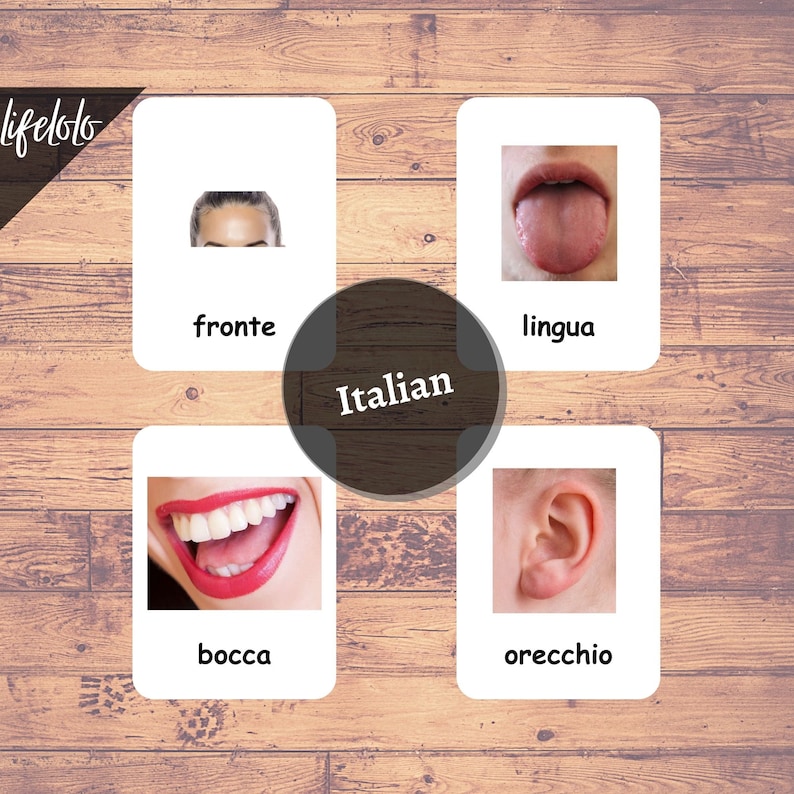 Body Parts real ITALIAN English Bilingual Cards 24 - Etsy