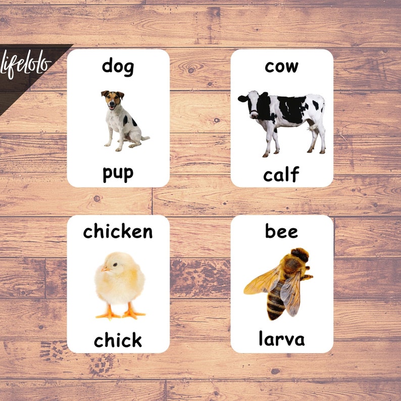 Animal Babies Flash Cards Montessori Cards Nursery - Etsy