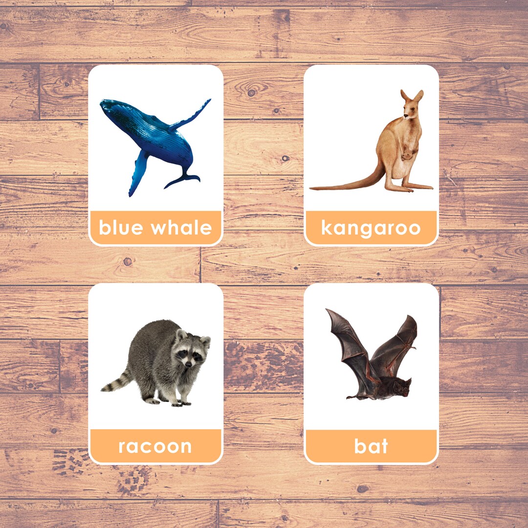 Mammal Animals Flash Cards (real Pictures) | 29 Montessori Cards ...