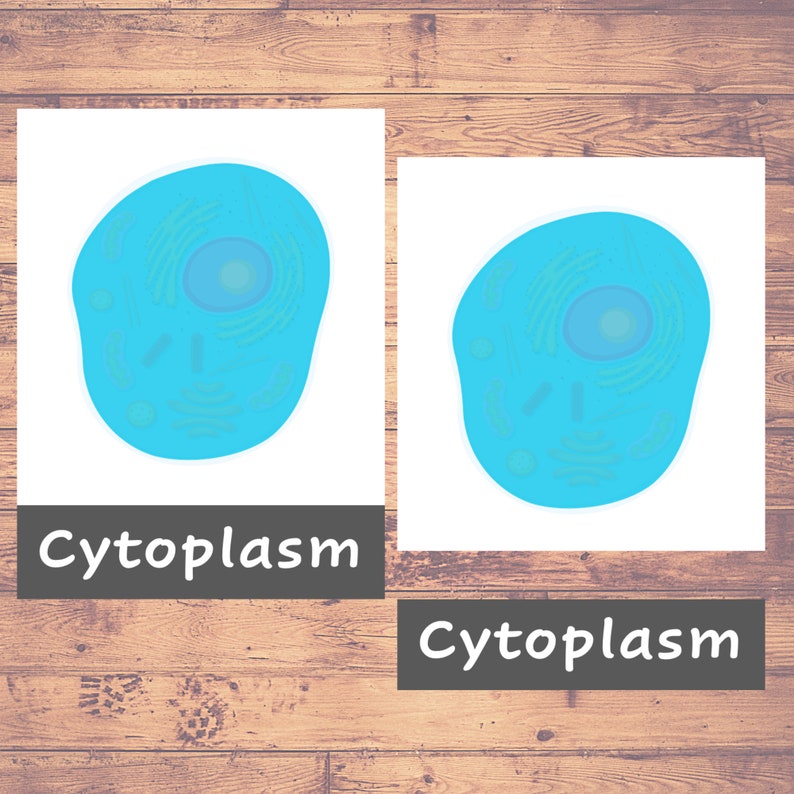 Animal Cell Structure | 14 Montessori Cards | Homeschooling | Three ...