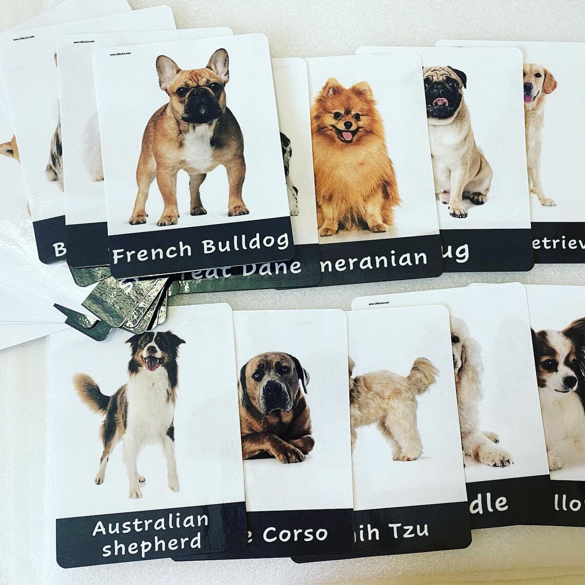 Dog Breeds Flash Cards 31 Cards Montessori Material - Etsy