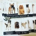 Dog Breeds Flash Cards 31 Cards Montessori Material Homeschooling ...