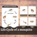 Life Cycle of a Mosquito, Flash Cards, Mosquito Chart, Mosquito ...