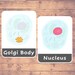 Animal Cell Structure | 14 Montessori Cards | Homeschooling | Three ...