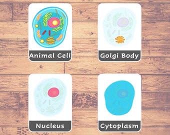 Animal Cell - Etsy