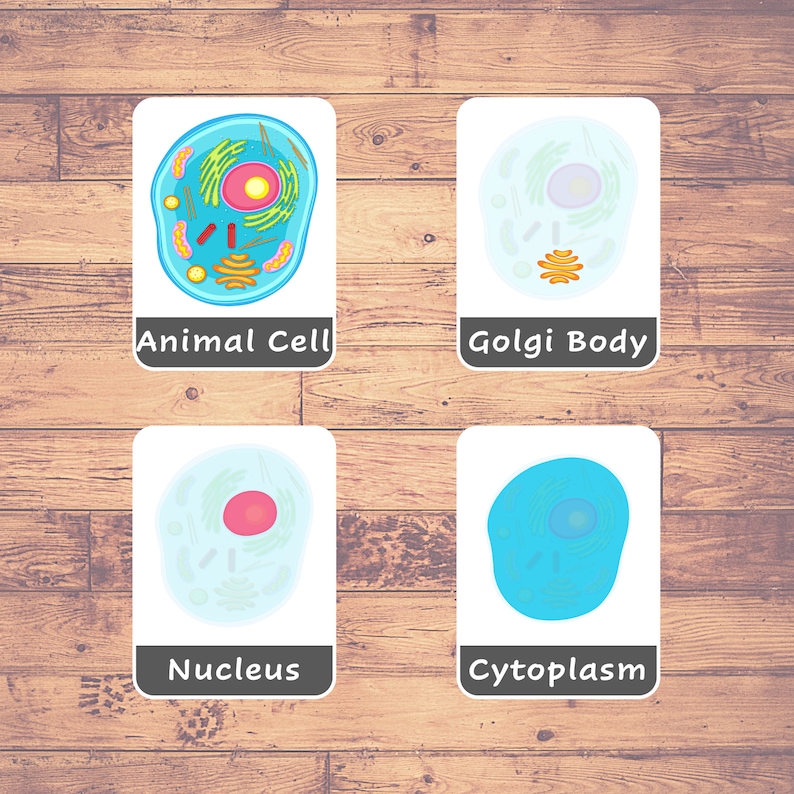 Animal Cell Structure 14 Montessori Cards Homeschooling - Etsy