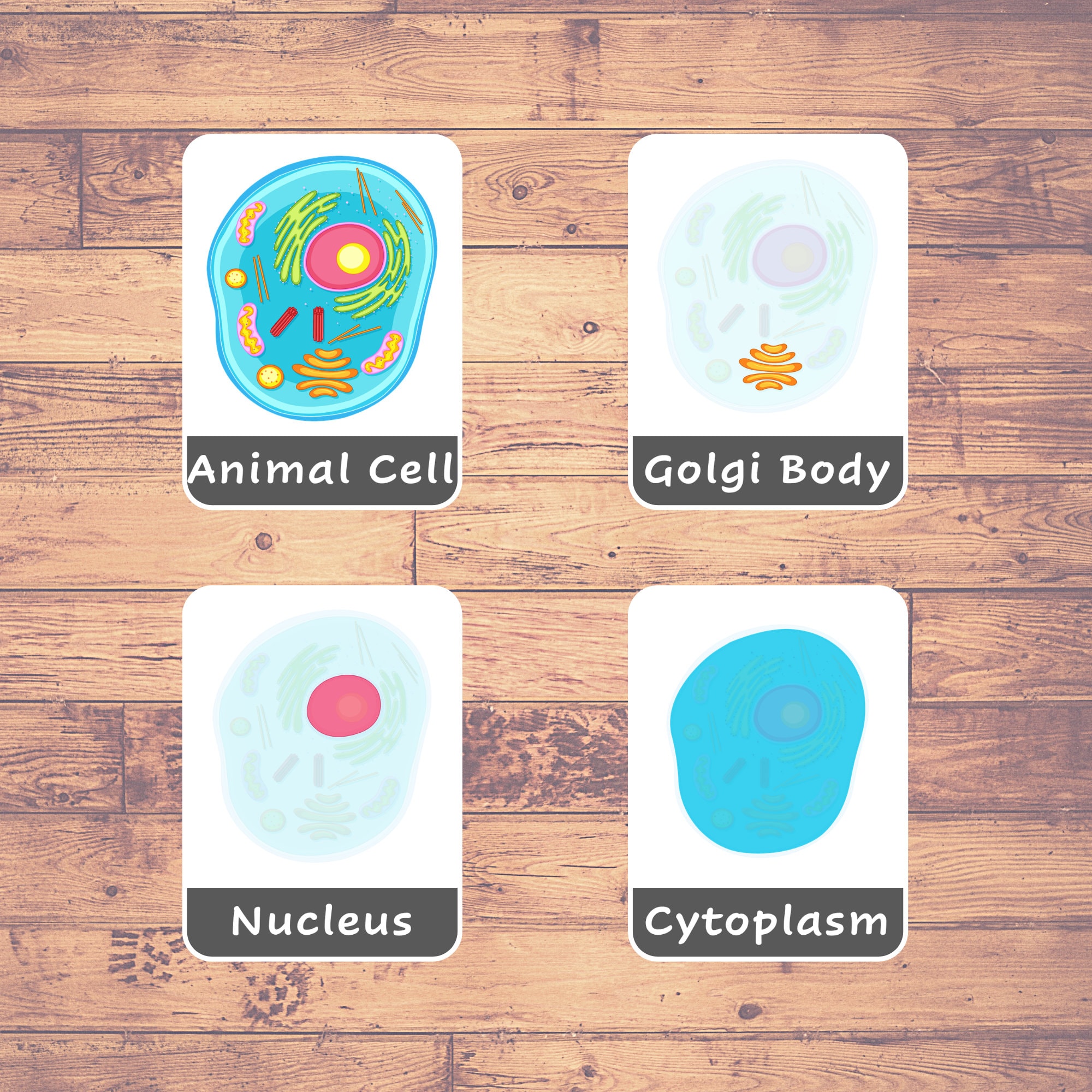 Animal Cell Structure | 14 Montessori Cards | Homeschooling | Three ...