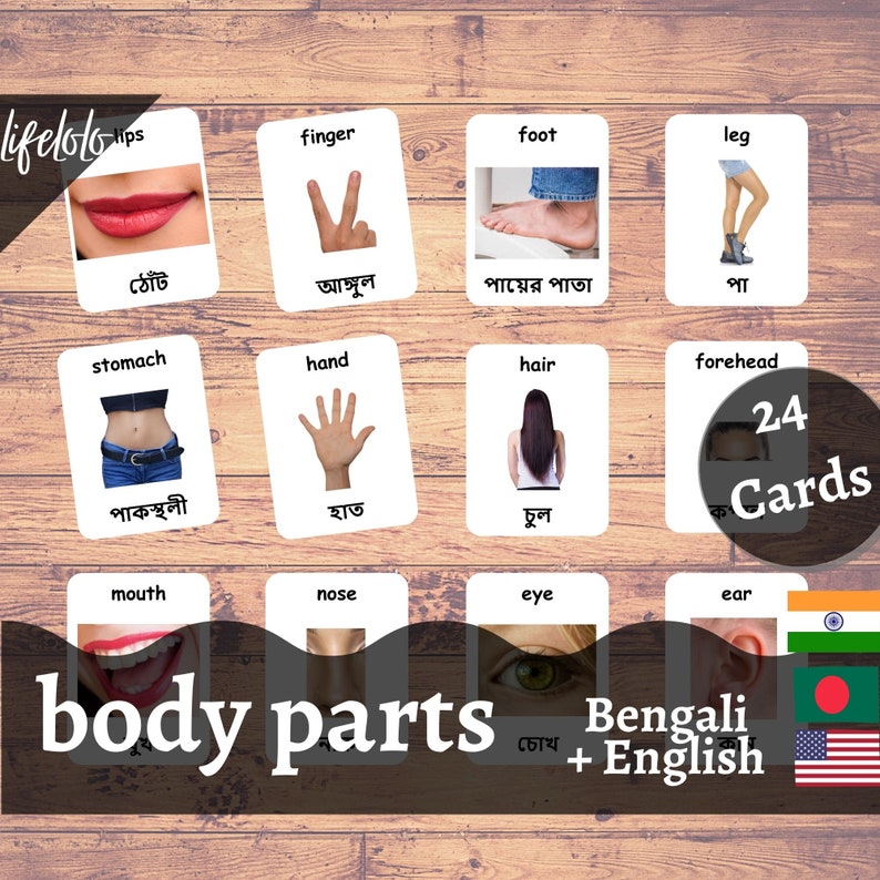 Body Parts real BENGALI English Bilingual Cards 24 - Etsy