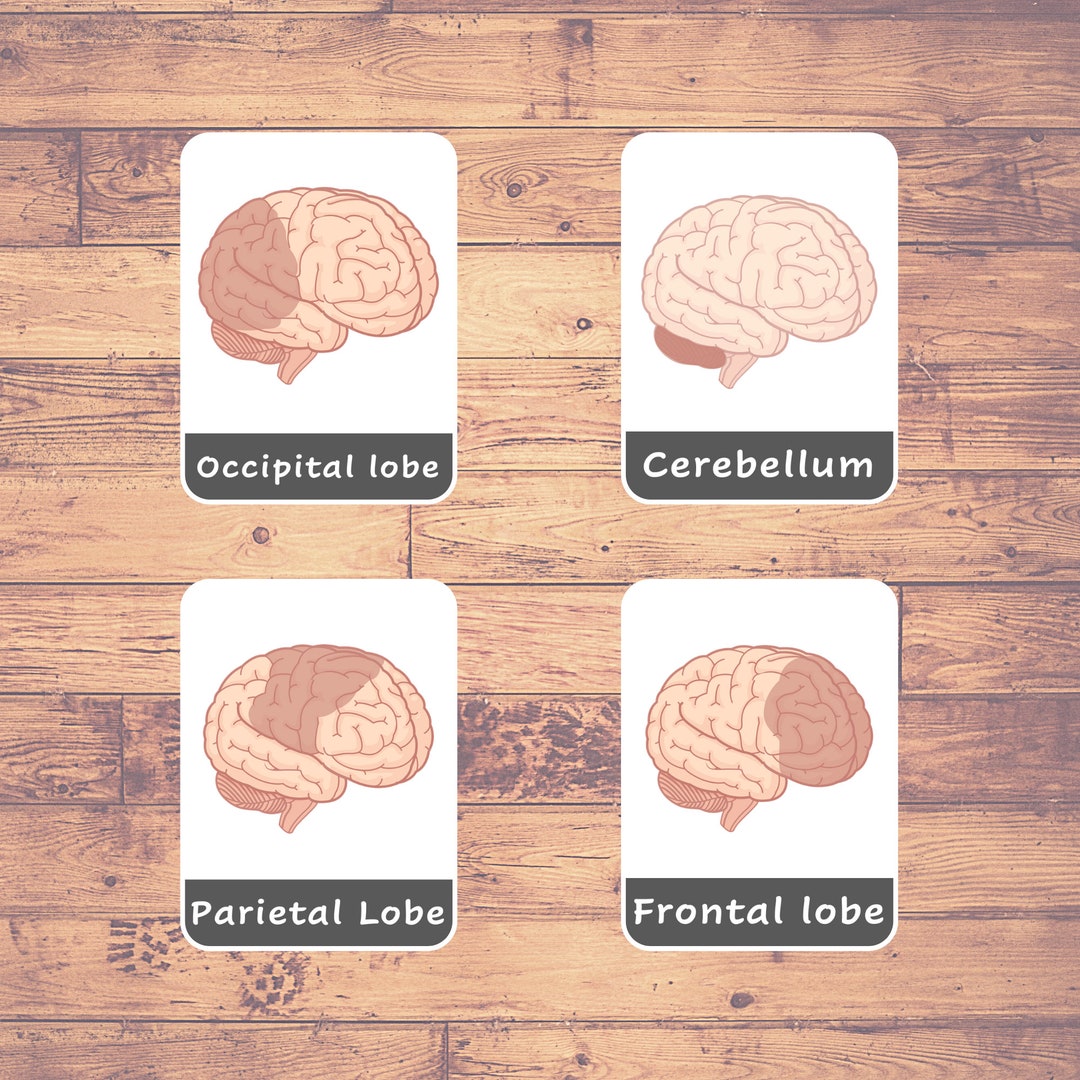 Human Brain (7 Cards) - Flashcards | Montessori | Homeschooling ...