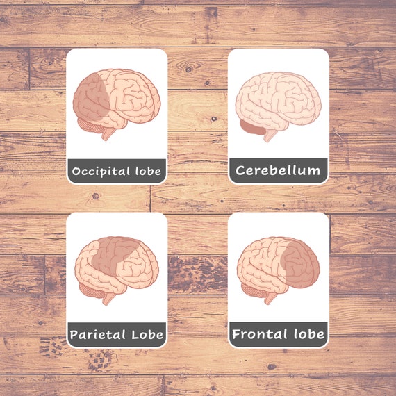Human Brain 7 Cards Flashcards Montessori - Etsy