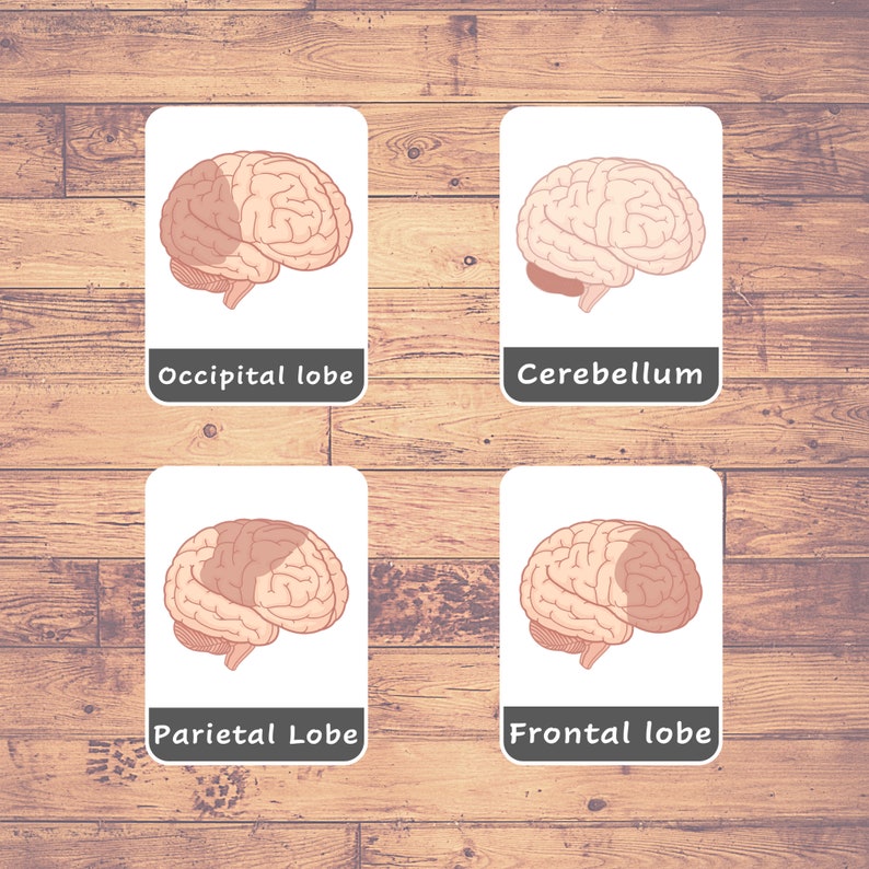 Human Brain 7 Cards Flashcards Montessori - Etsy
