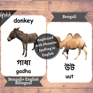 Farm Animals | BENGALI | English Bilingual Cards | 27 Bengali Flash ...