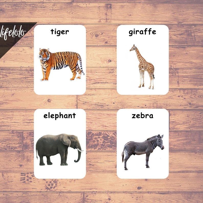 Wild Animals Real Pictures 41 Forest Animals Flash Cards - Etsy