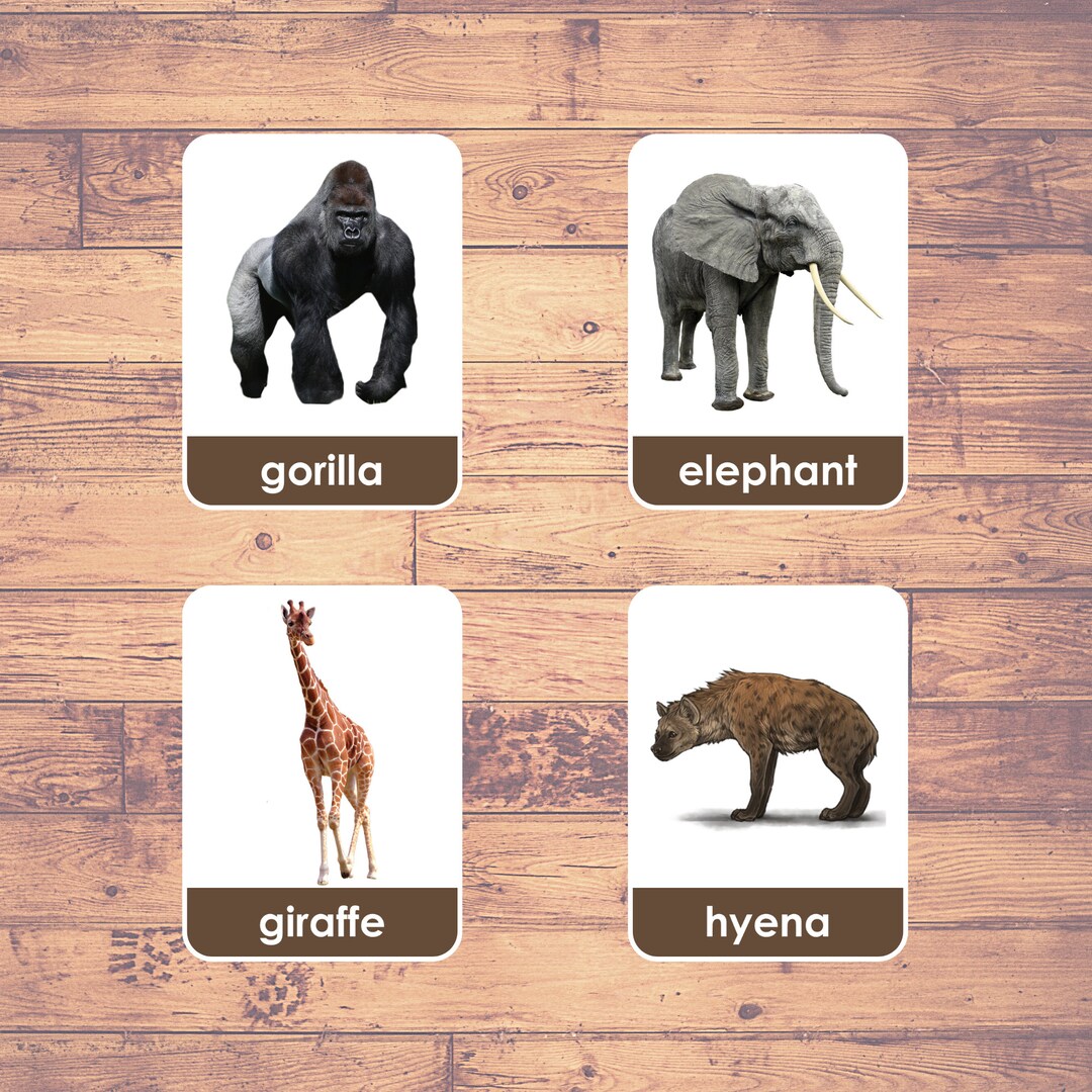 Africa Animals (24 Cards) - Flash Cards (real Pictures) | Montessori ...