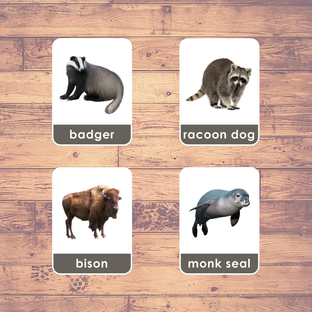 Europe Animals (24 Cards) - Flash Cards (real Pictures) | Montessori ...