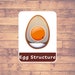 Parts of an Egg Flash Cards 11 Montessori Cards Homeschooling Parts of ...