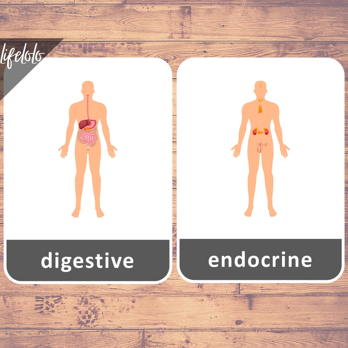 Human Body Systems 12 Flash Cards Montessori Cards - Etsy