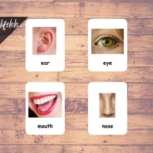 Body Parts (real) | English Cards | 24 Flash Cards | Montessori ...