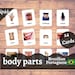Body Parts (real) | Brazilian PORTUGUESE | English Bilingual Cards | 24 ...