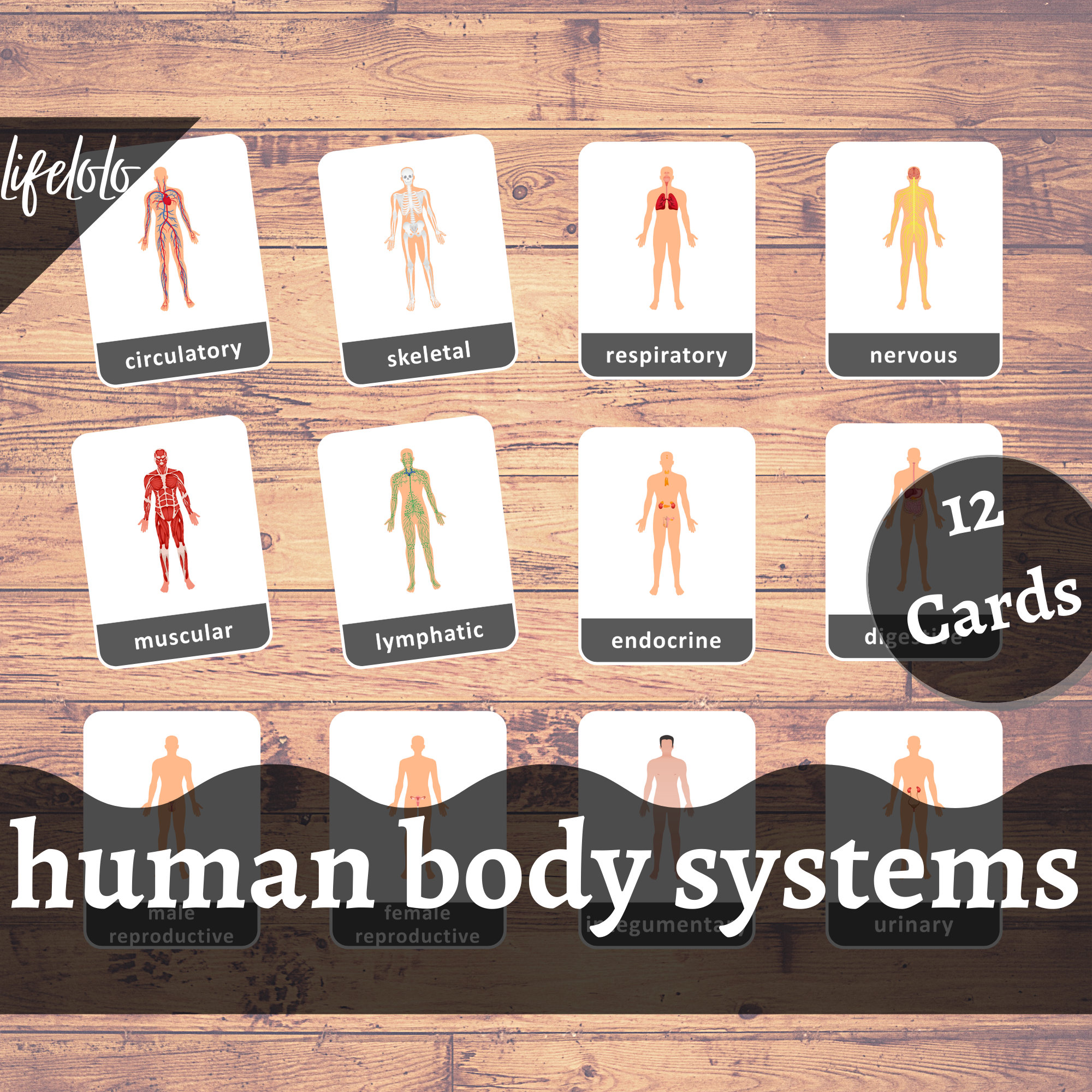 Human Body Systems 12 Flash Cards Montessori Cards | Etsy