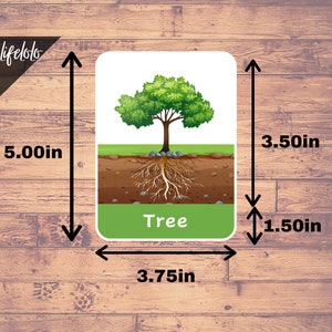 Parts of a TREE (6 Cards) - Flash Cards | Montessori Cards ...