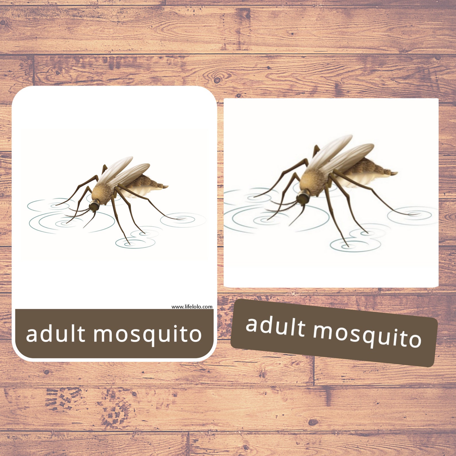 Life Cycle of a Mosquito Flash Cards Mosquito Chart - Etsy