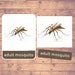 Life Cycle of a Mosquito, Flash Cards, Mosquito Chart, Mosquito ...