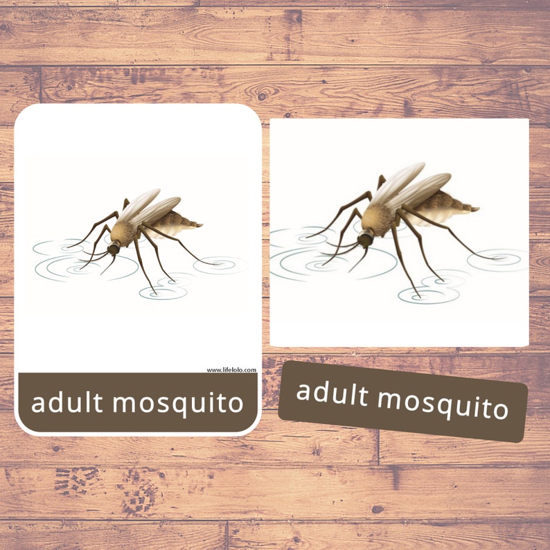 Life Cycle of a Mosquito Flash Cards Mosquito Chart - Etsy