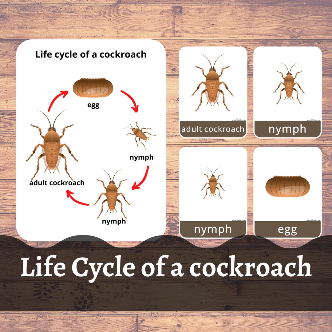 Diagram Of The Life Cycle Of A Cockroach