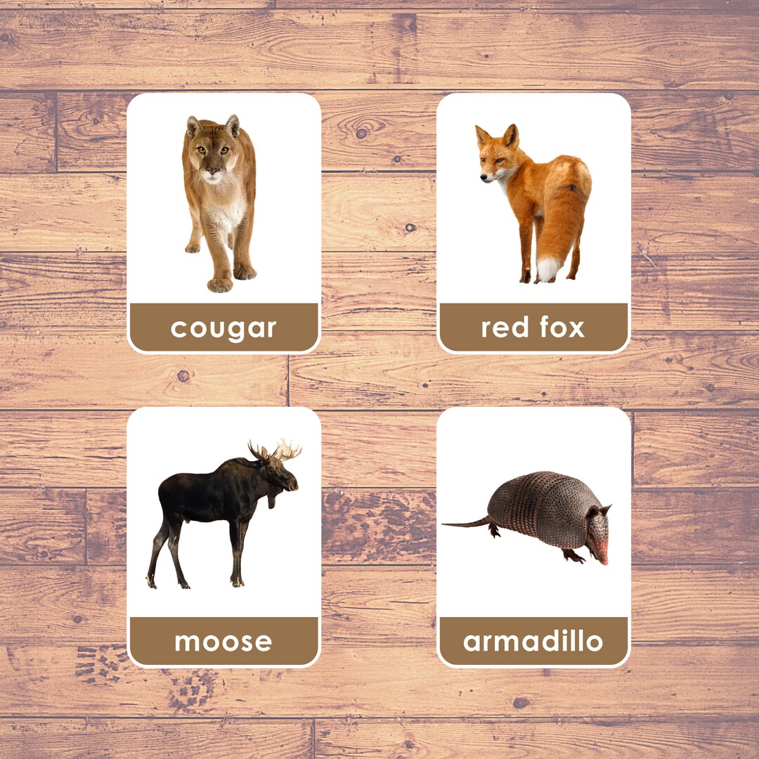 North America Animals (24 Cards) - Flash Cards (real Pictures ...