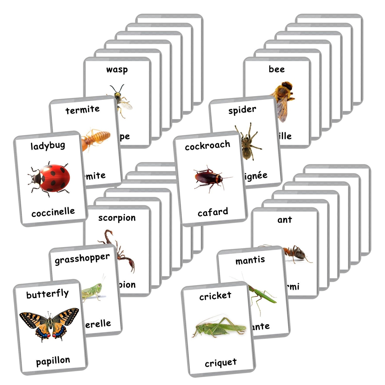 Tarjetas laminadas impresas / Insectos & Insectos Imágenes - Etsy España