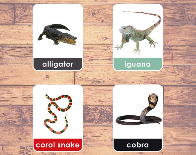 Parts of a Snake Nomenclature 3-part Cards & Blackline Master ...