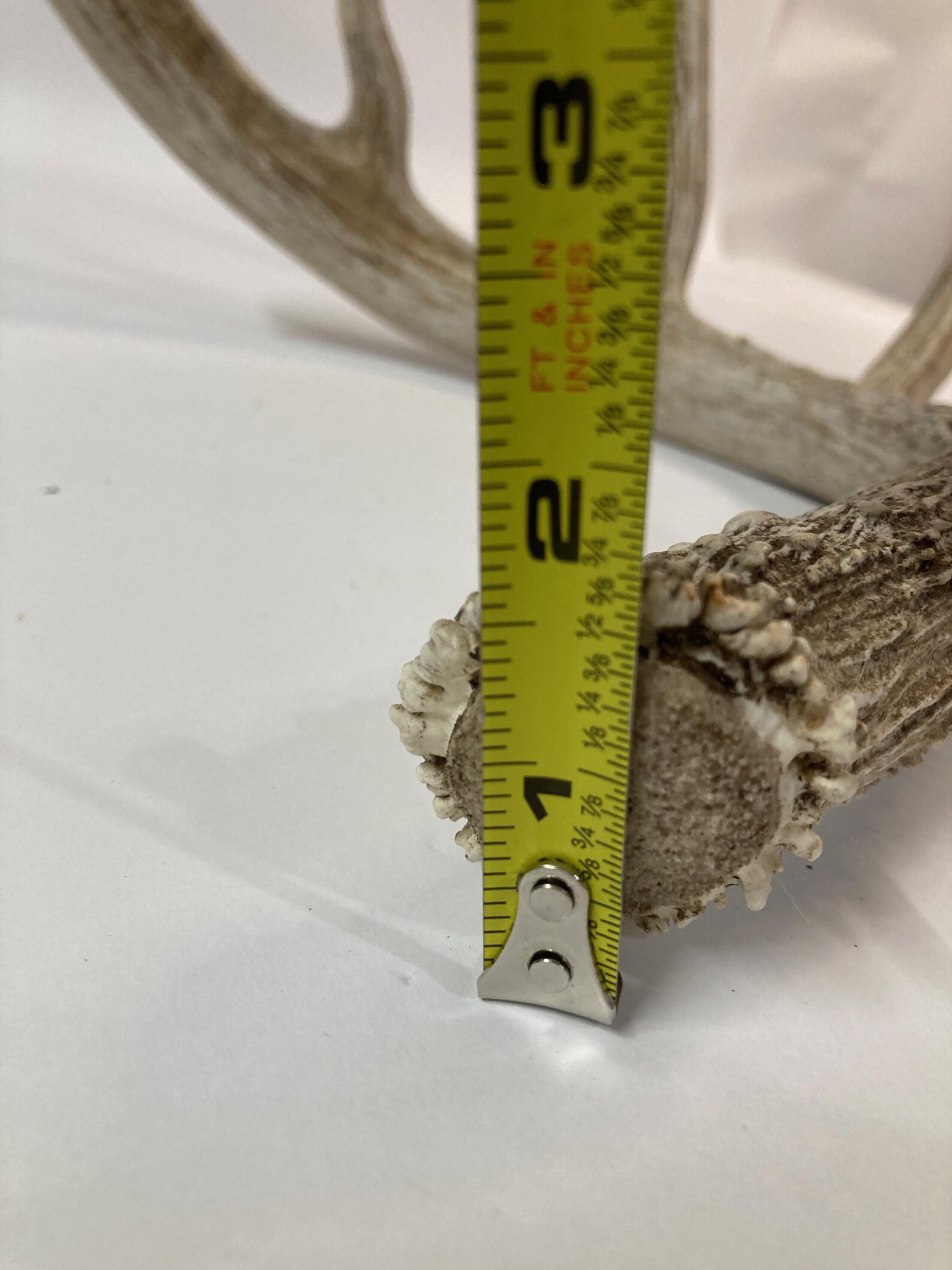 Texas Deer Antler Shed #854-G - Etsy
