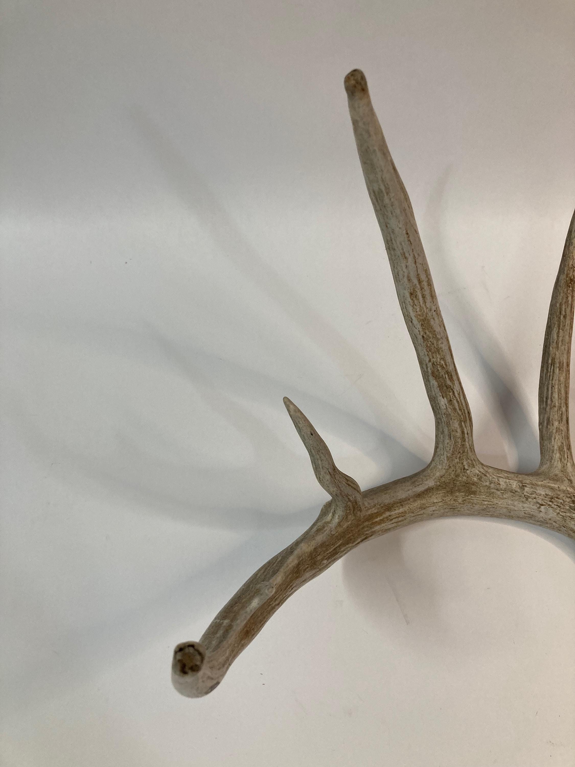 Texas Deer Antler Shed #854-G - Etsy