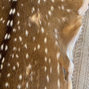 Genuine Axis Deer Hide Second Grade Naturally Sourced 280-G - Etsy