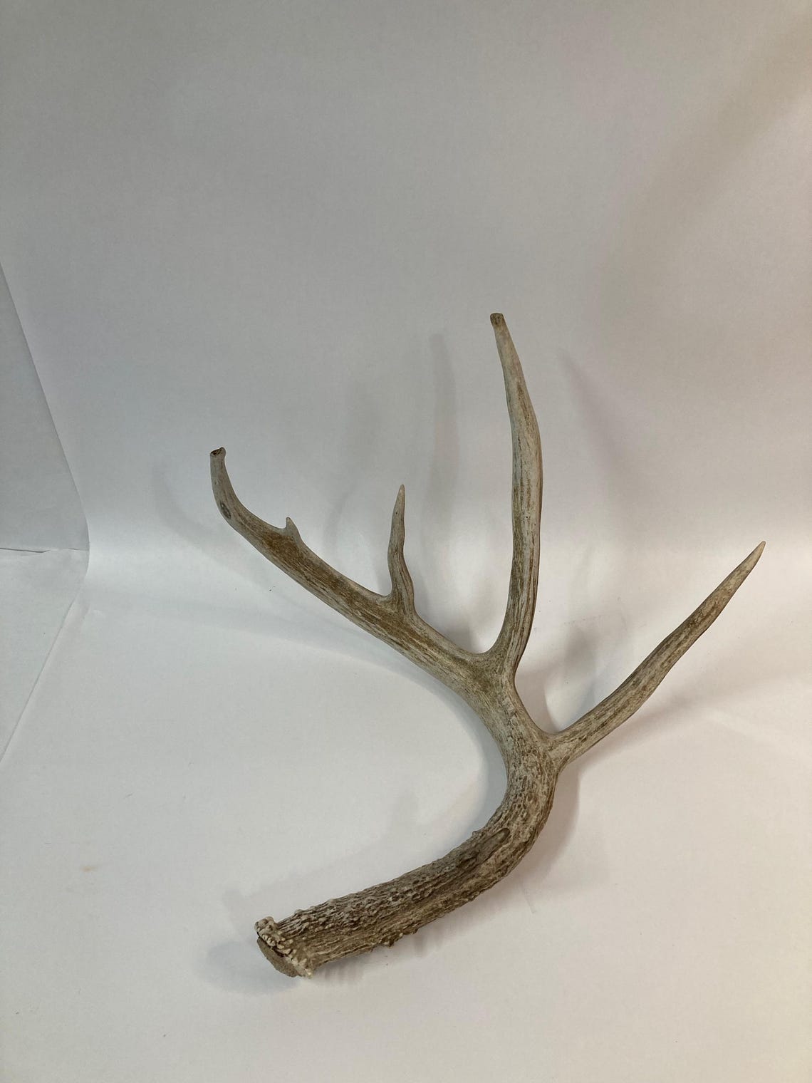 Texas Deer Antler Shed #854-G - Etsy