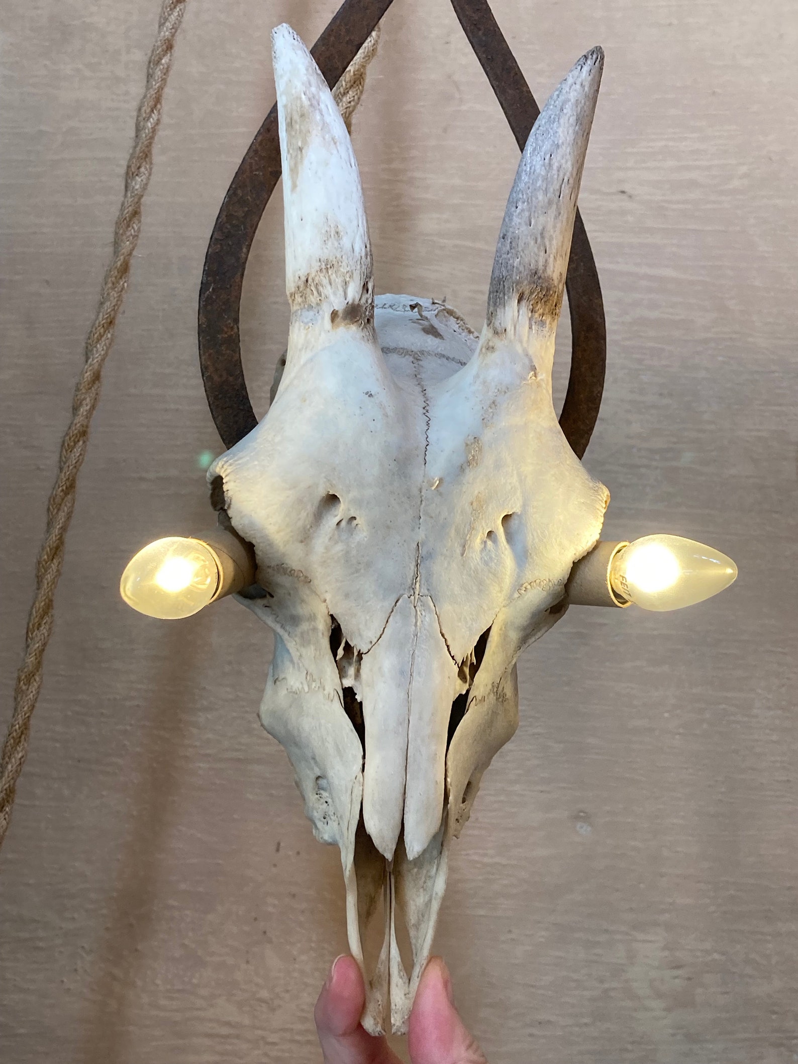 2022 Victor Romo Original Goat Skull Pendant Light #276 - Etsy
