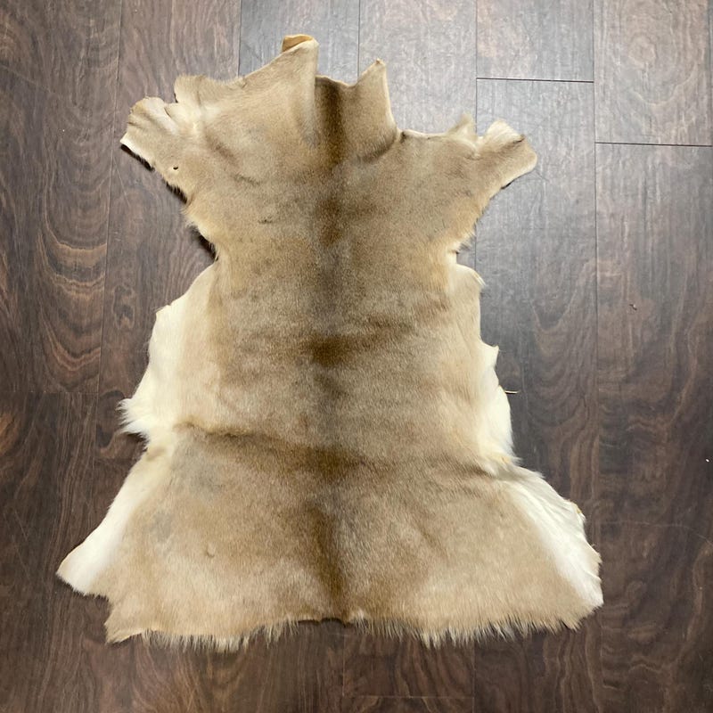 Whitetail Deer Hide - Etsy