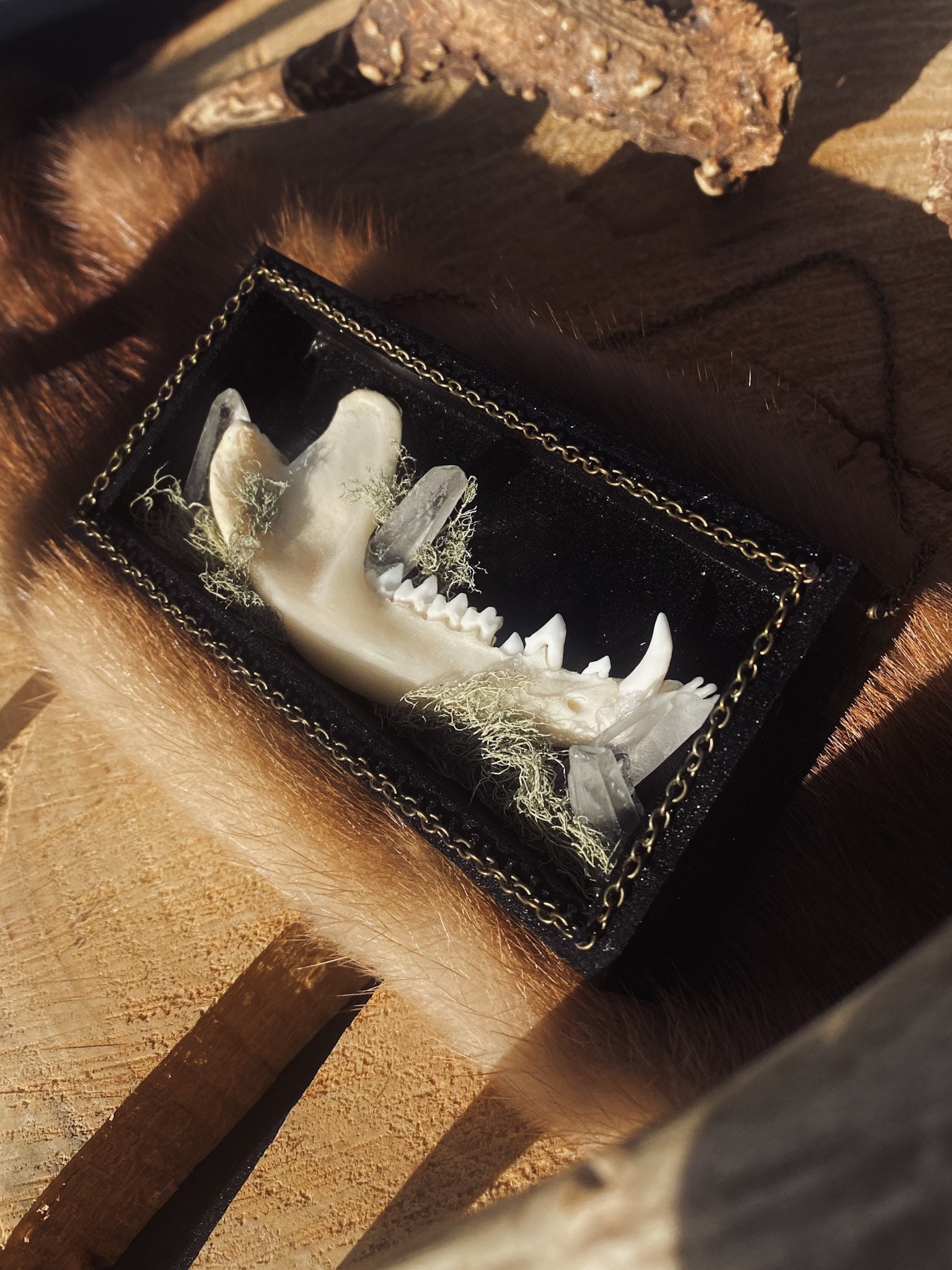 Opossum Mandible Shadow Box With Quartz Crystal ~ Opossum Jawbone ...