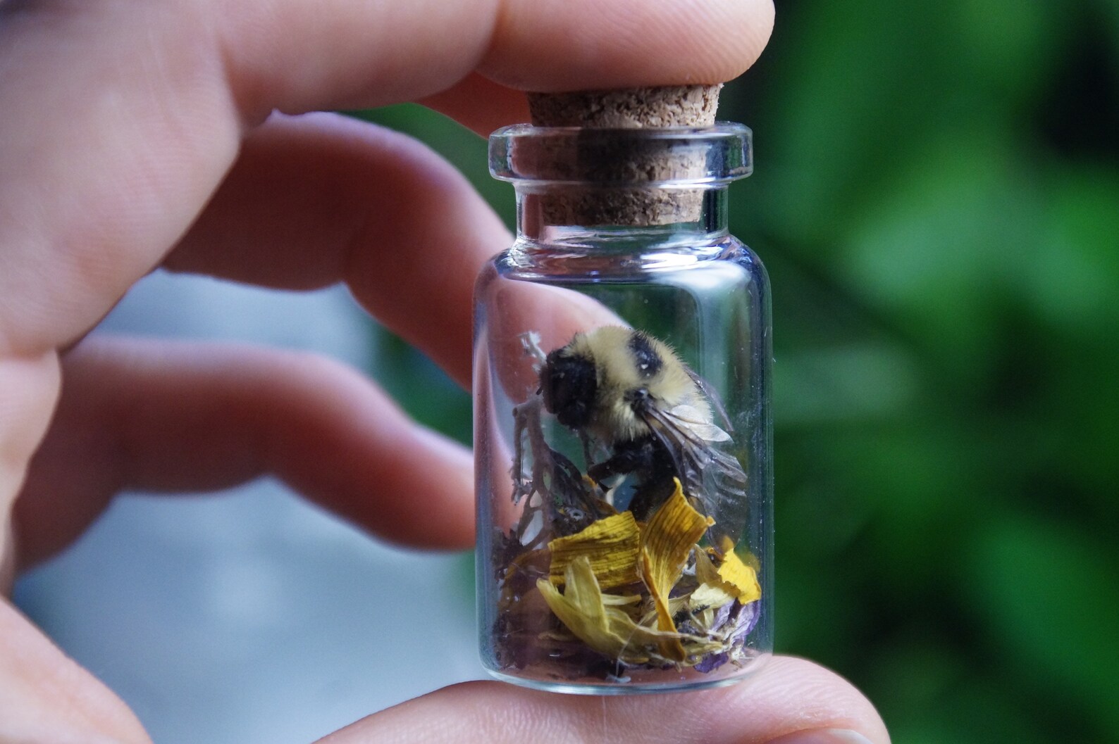 Real Insect Specimen Display Jar Oddities & Curiosities | Etsy